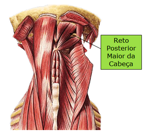 Ciência do Treinamento