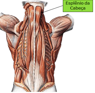 Ciência do Treinamento